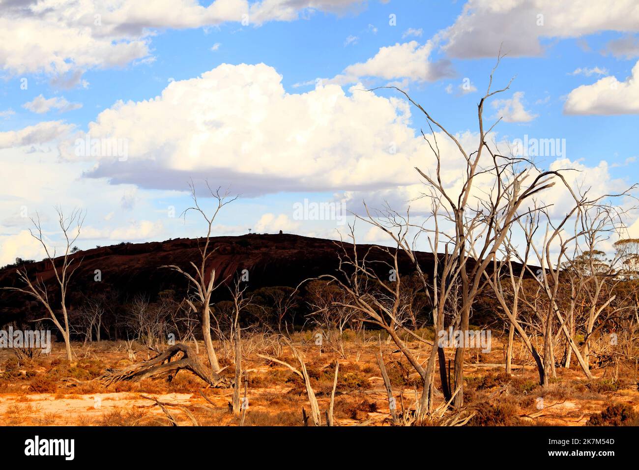 Baladjie Rock and dead trees, Baladjie Nature Reserve, Bullfinch ...