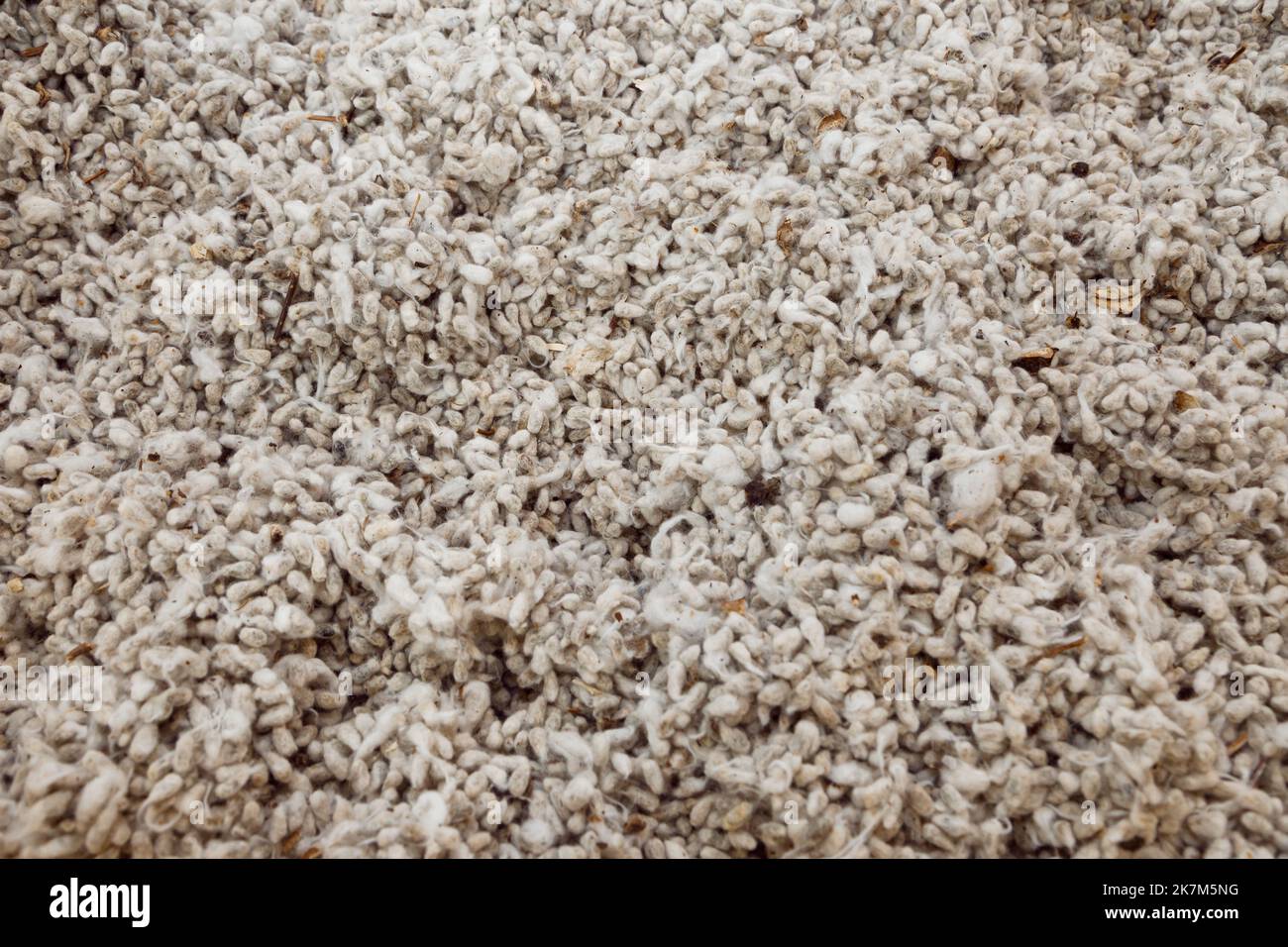 Raw cotton background. close up of organic cotton. Natural cotton for ...