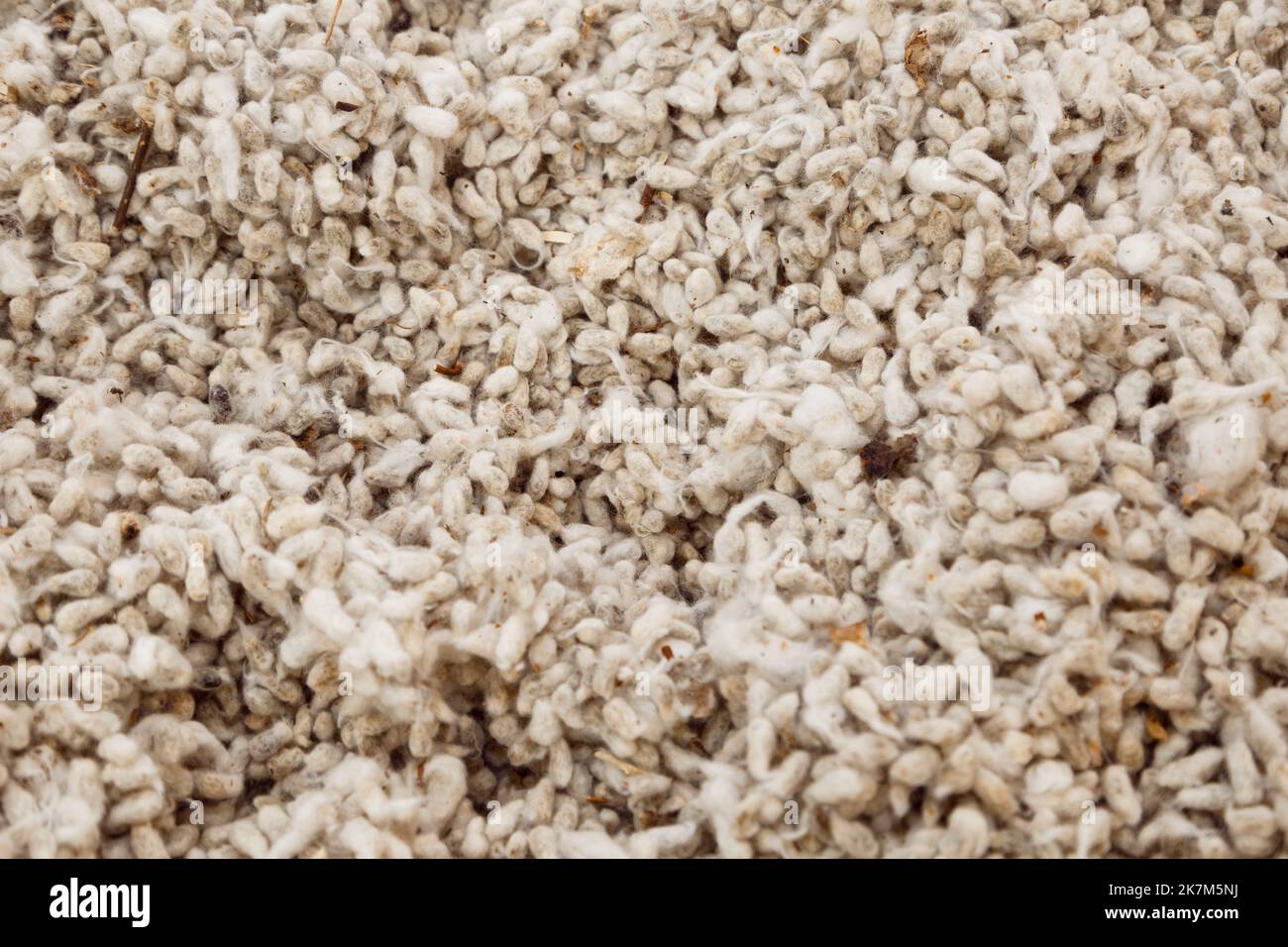 Raw cotton background. close up of organic cotton. Natural cotton for ...