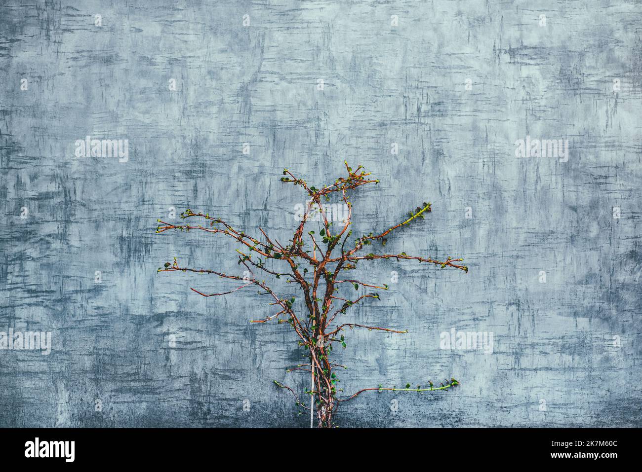 Blue stucco wall of house. Shadows from tree branches or shrubs on ...