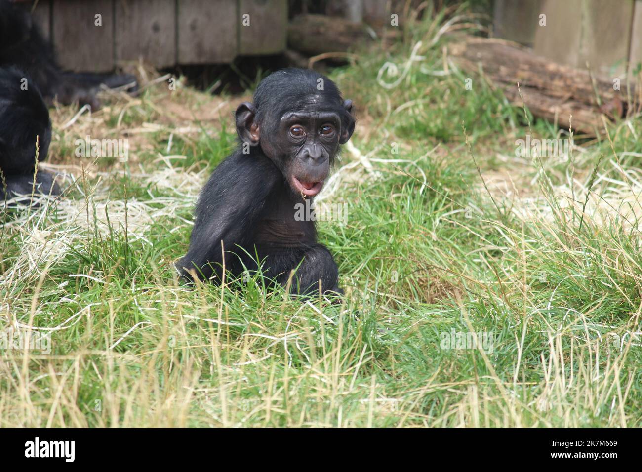 Baby chimp hi-res stock photography and images - Alamy