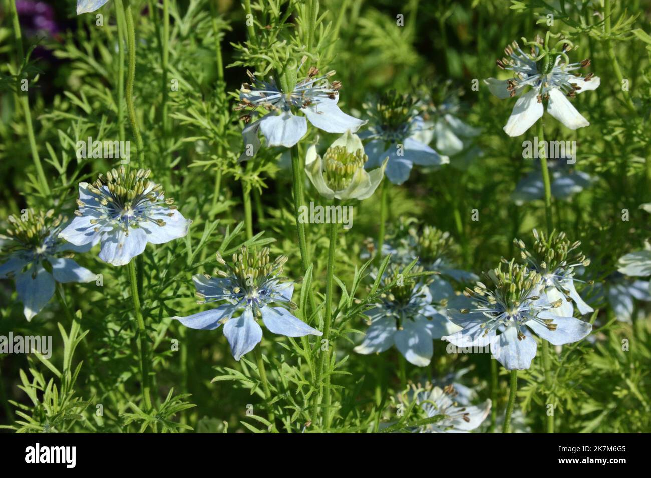 Black Cumin (Nigella sativa) plants with flowers Stock Photo - Alamy