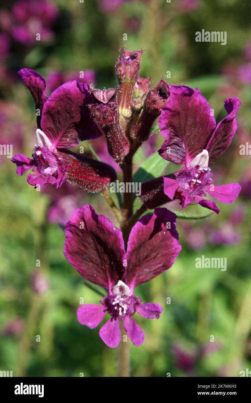 Cuphea lanceolata 'Purple Passion' flowers Stock Photo - Alamy