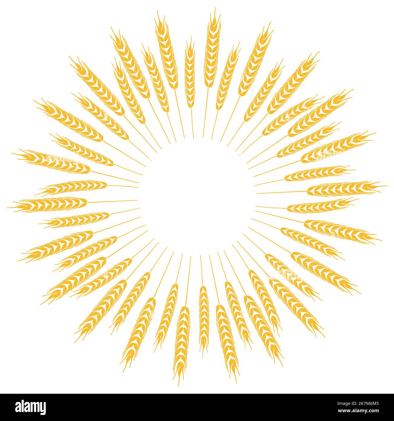 Circle formed by golden ears of wheat isolated on a white background ...