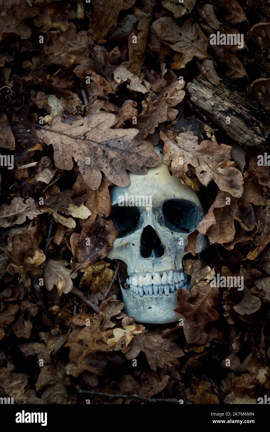 Skull buried hi-res stock photography and images - Alamy