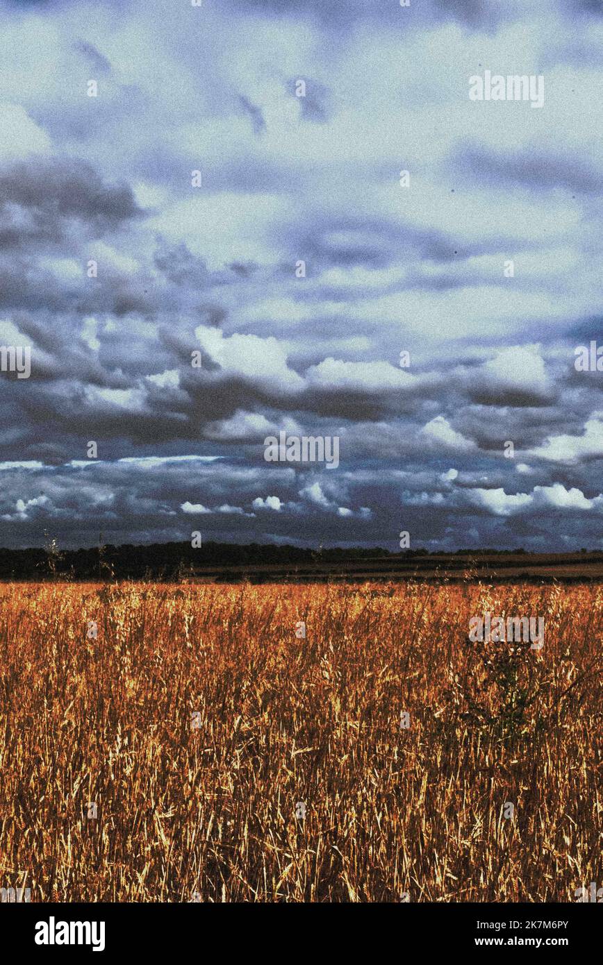 corn field with distant hedge and cloudy sky, different effects on ...