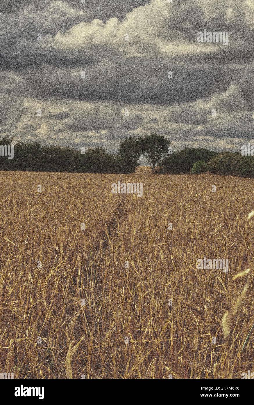 corn field with distant hedge and cloudy sky, different effects on ...