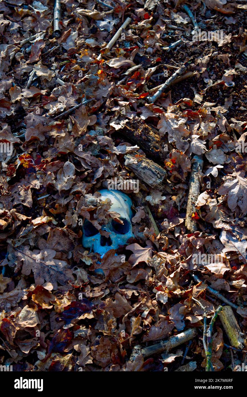 Buried human skull (replica) in the woods among the fallen leaves, book ...