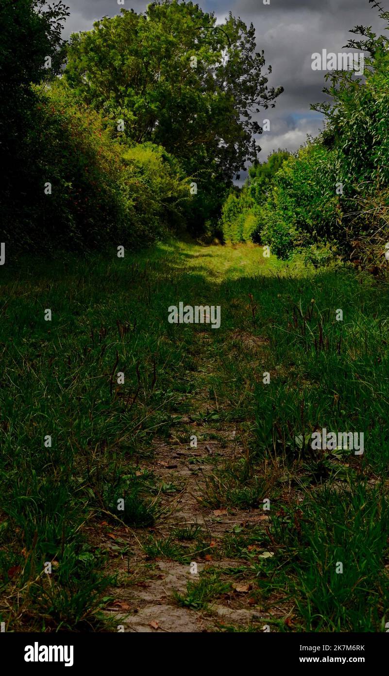 Shadowy path through the countryside, enclosed by trees and bushes ...