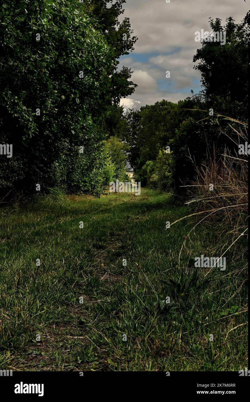 Shadowy path through the countryside, enclosed by trees and bushes ...