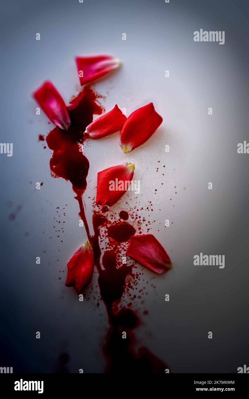 Frozen White Rose With Drop Of Blood