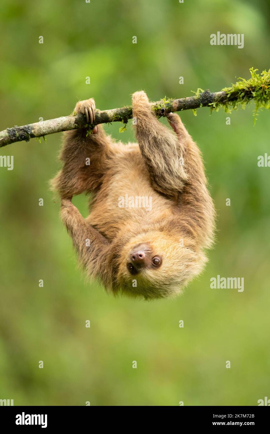 An acrobatic sloth. Costa Rica: THESE FLIPPED over images appear to ...