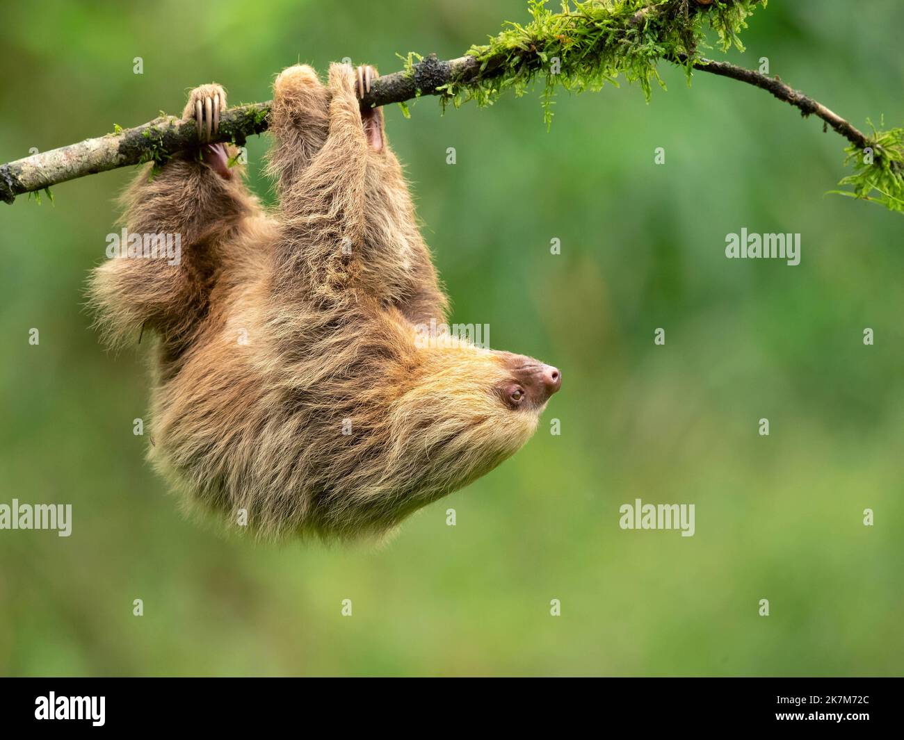 The sloth decided to go exploring. Costa Rica: THESE FLIPPED over ...