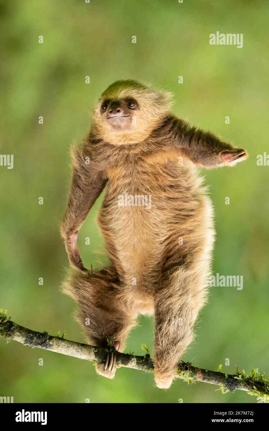 A tight rope walking sloth. Costa Rica: THESE FLIPPED over images ...