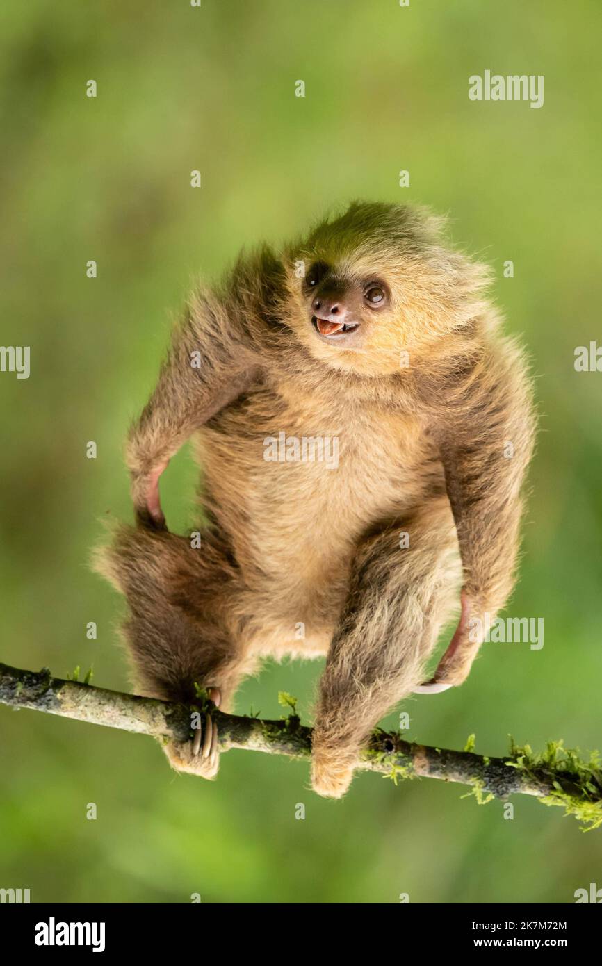 A flipped image shows an adorable dance on a branch. Costa Rica: THESE ...