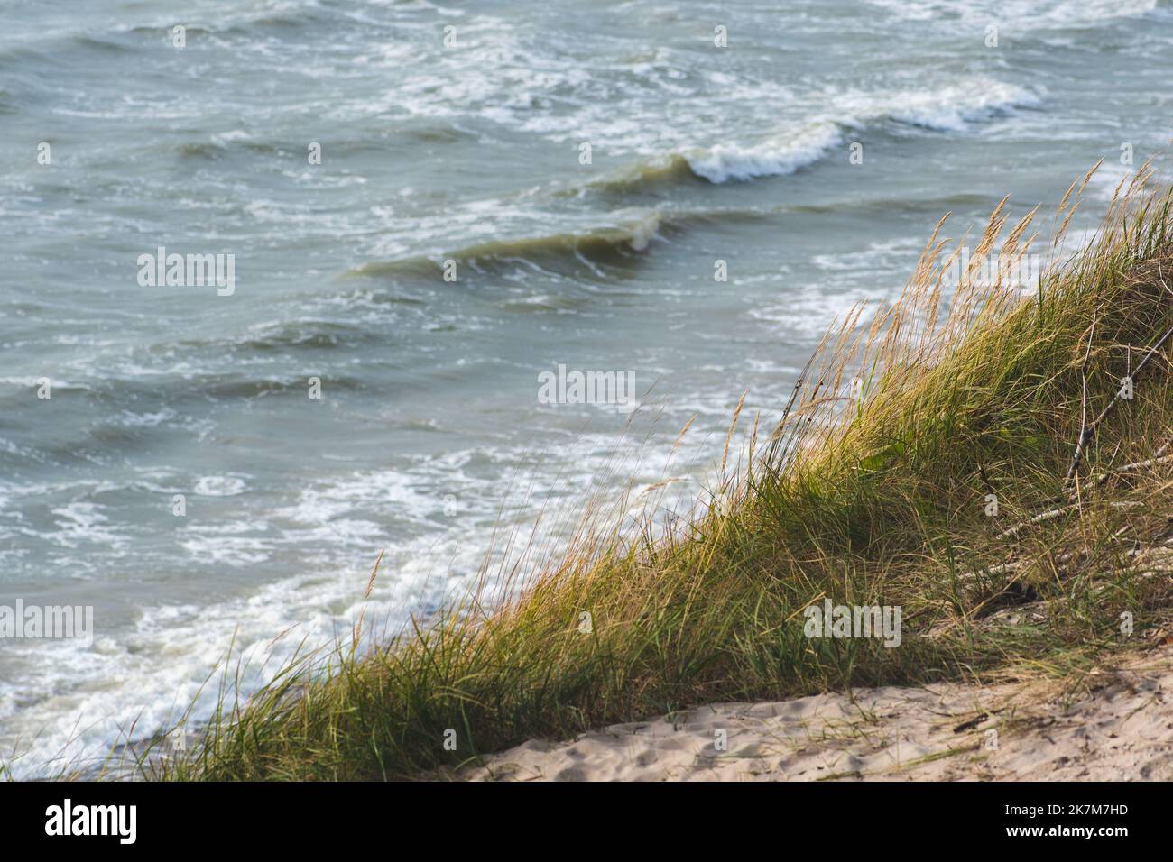 Wind waves reeds on sea hi-res stock photography and images - Alamy