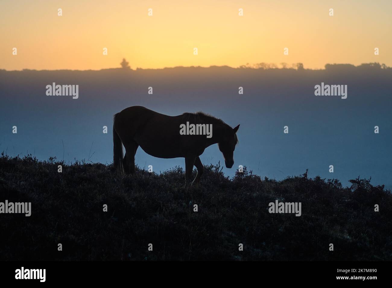Horse silhouette with negative space hi-res stock photography and ...