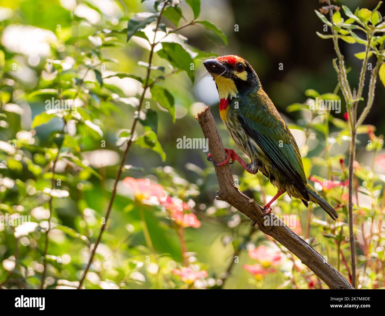 Coppersmith barbet in hi-res stock photography and images - Alamy