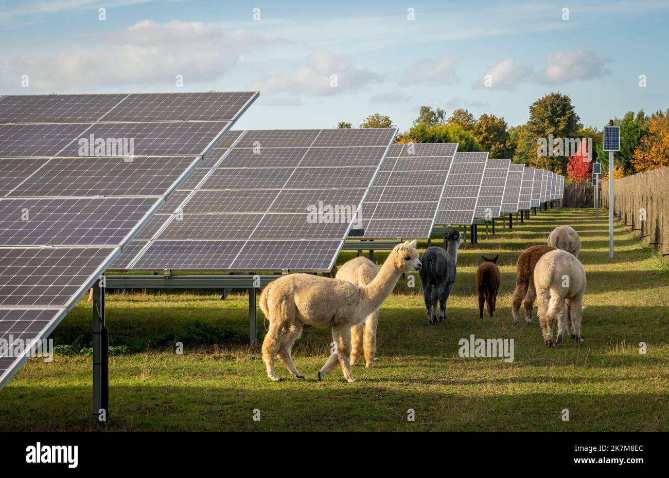 Large solar panel park in The Netherlands with animals Stock Photo - Alamy