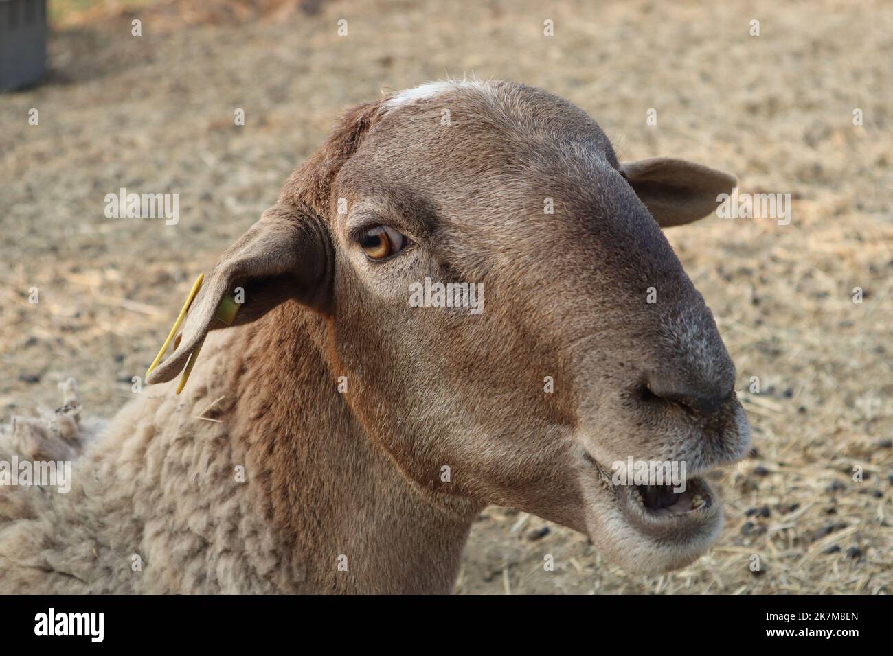 Photo of a ram hi-res stock photography and images - Alamy