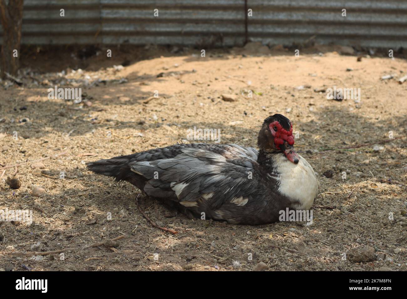 A muscowy duck under a tree Stock Photo - Alamy
