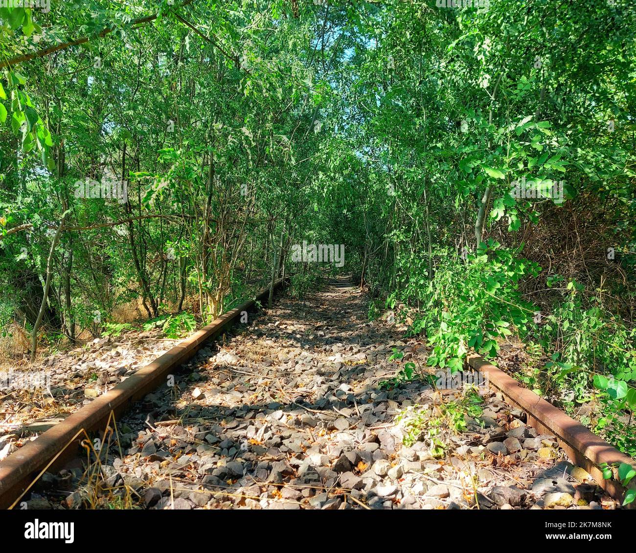 Overgrown railway track hi-res stock photography and images - Alamy