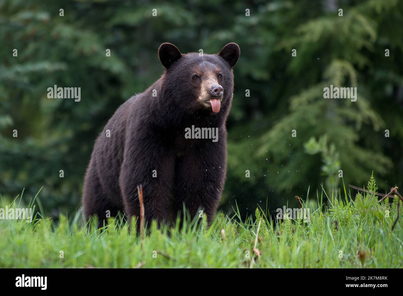 The bear blows a raspberry. Vancouver, Canada: THESE COMICAL photos ...
