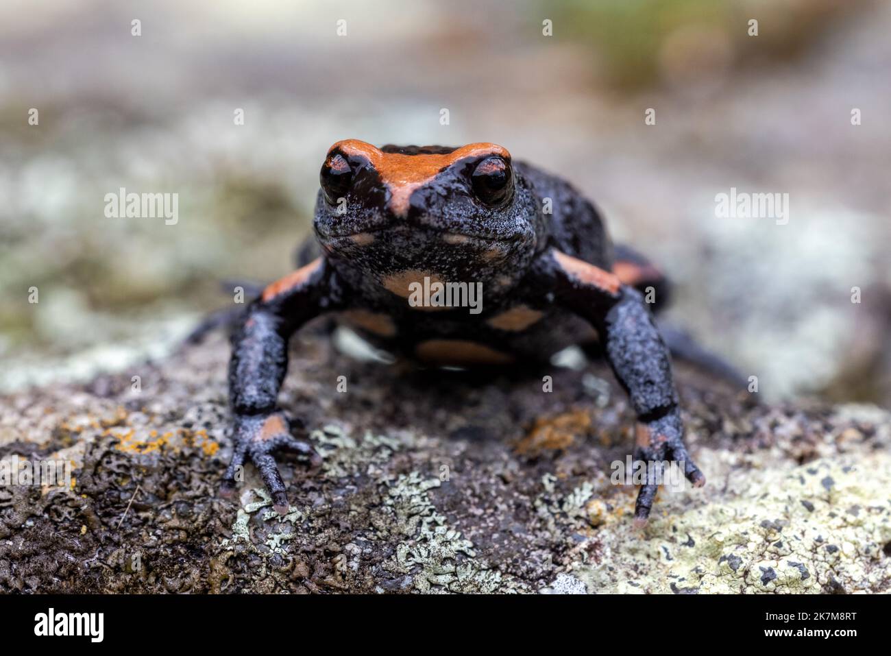Orange toadlet hi-res stock photography and images - Alamy