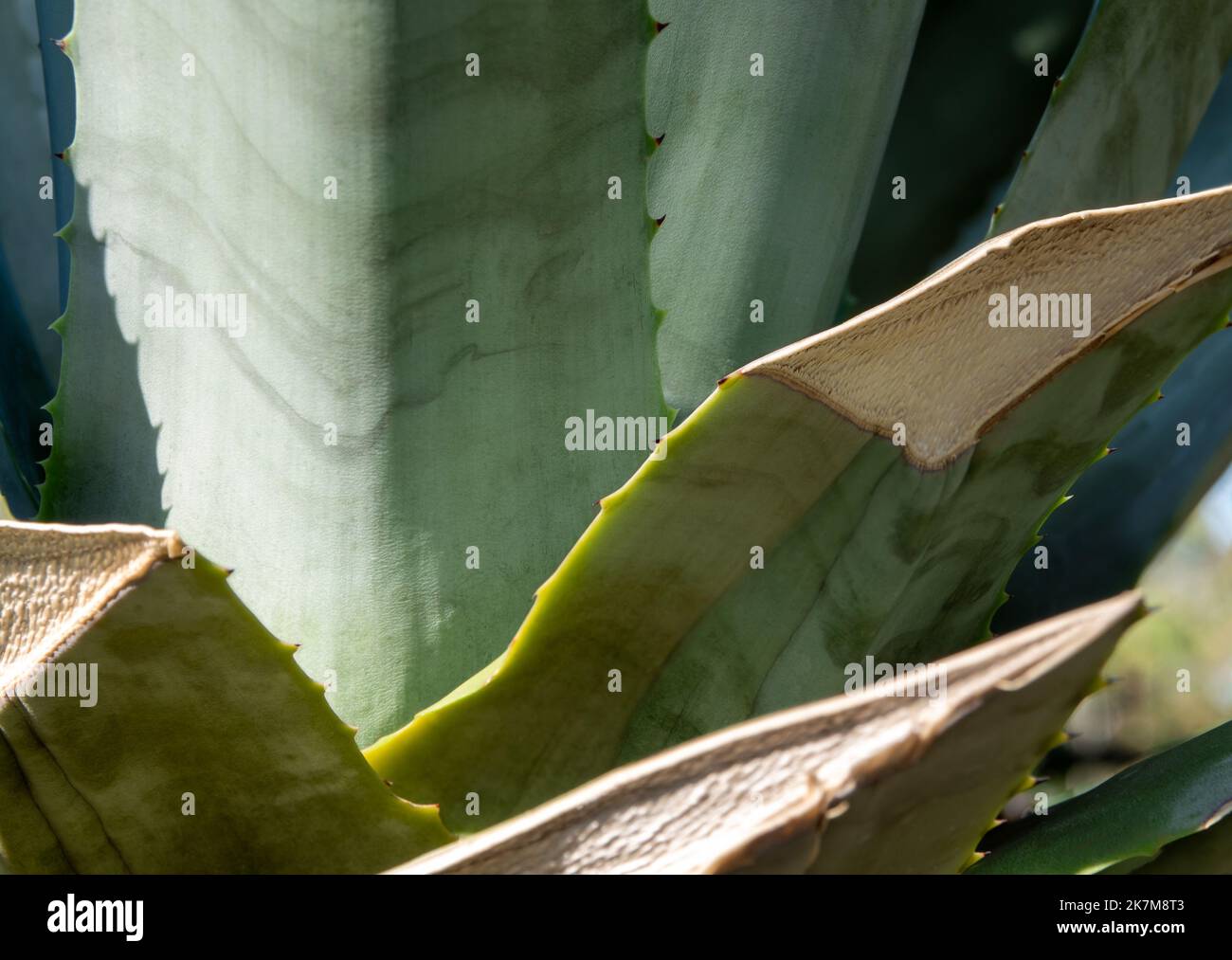 Agave succulent plant, close up white wax on freshness leaves with ...