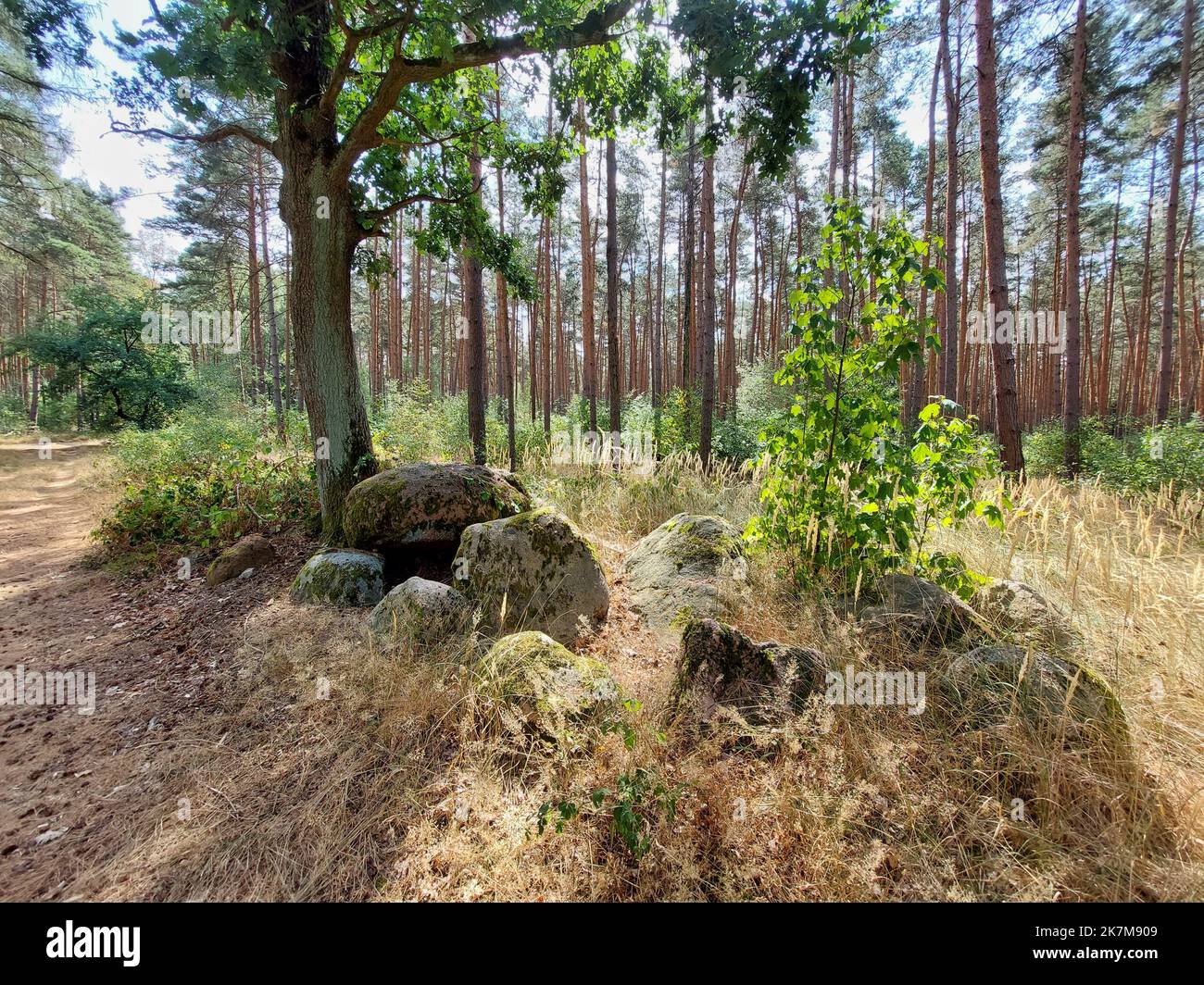 Megalithic tomb Haldensleben 40 in the German forest Stock Photo - Alamy