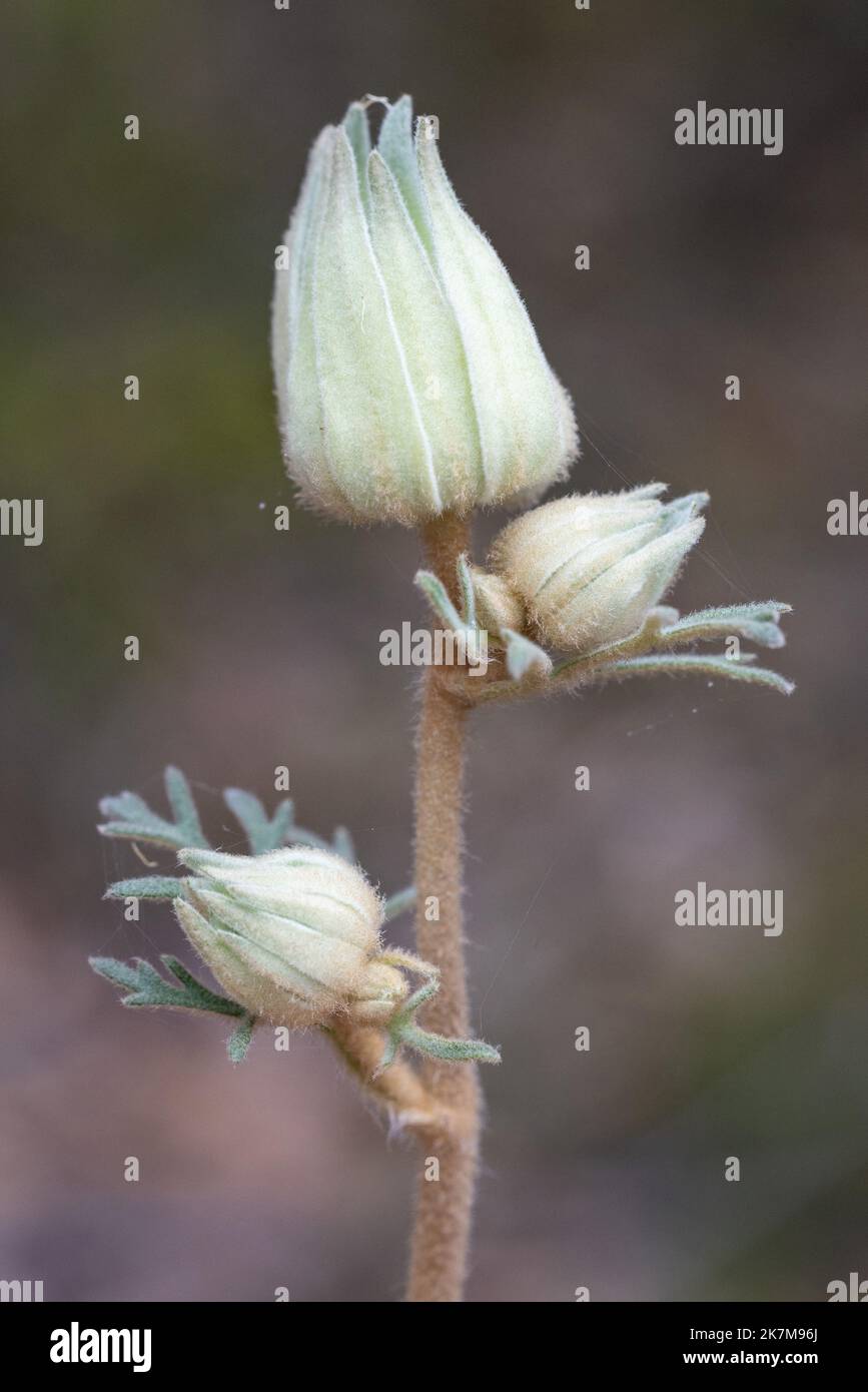 Australian Flannel Flower in bud Stock Photo - Alamy
