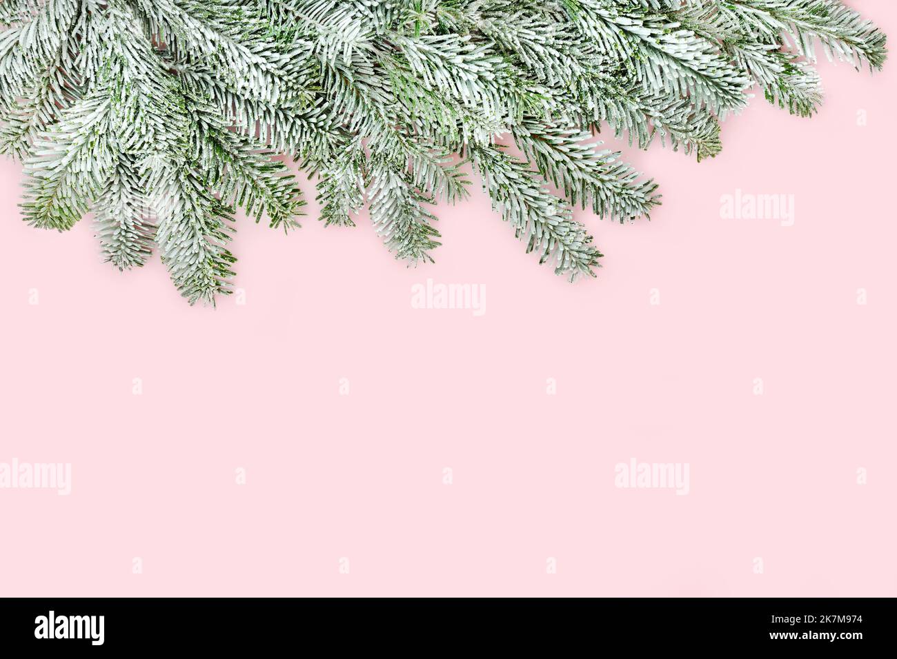 Winter Christmas New Year festive snow fir pastel pink background ...