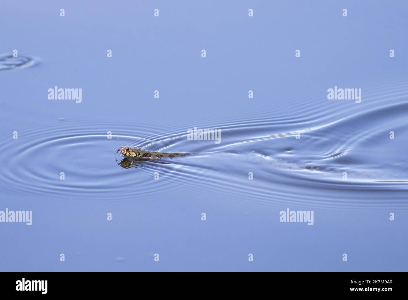Viperine water snake or Natrix Maura swimming in a lake in the south of ...