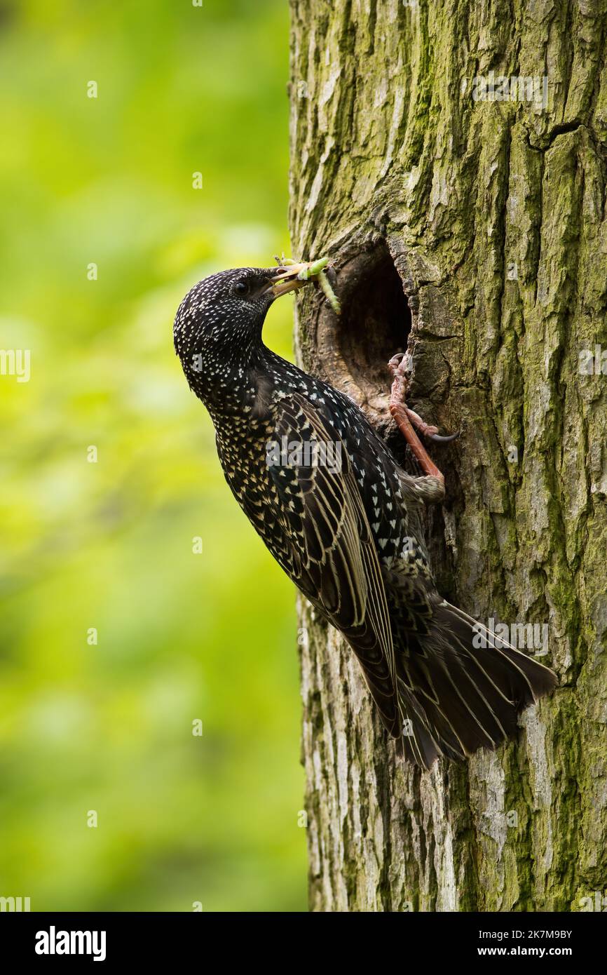 Common starling nesting in tree in summer in vertical shot Stock Photo ...