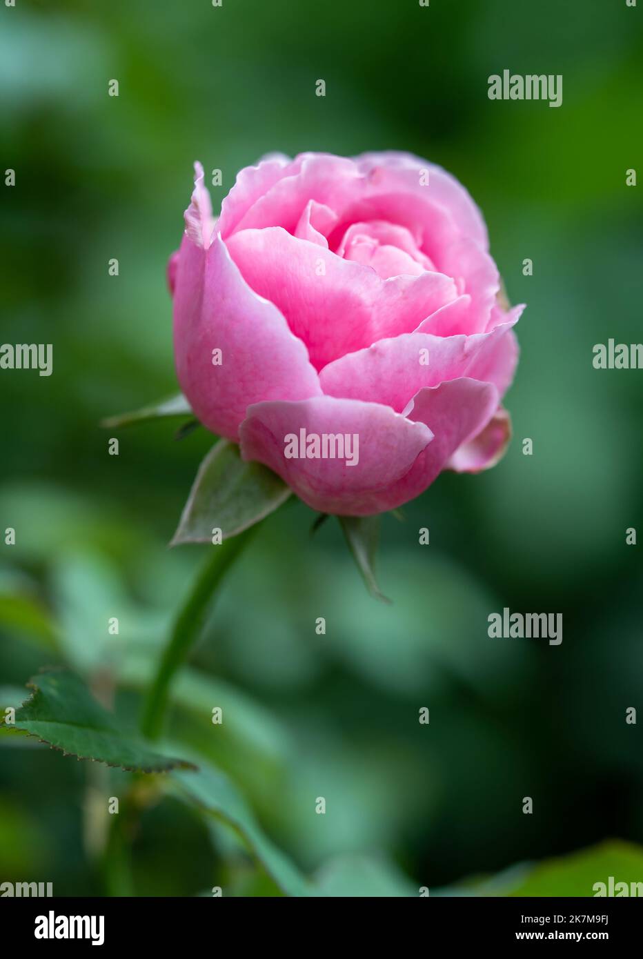 Soeur Emmanuelle Roses begin to bloom the petals slowly bloom Stock ...