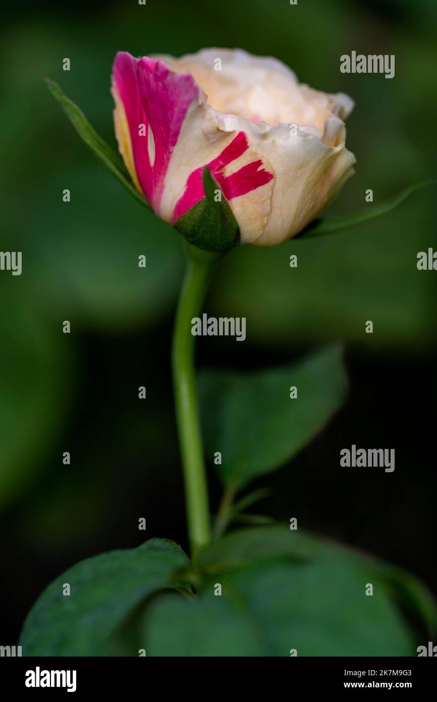 Shape and colors of Fugetsu roses that bloom in Tropical climates Stock ...