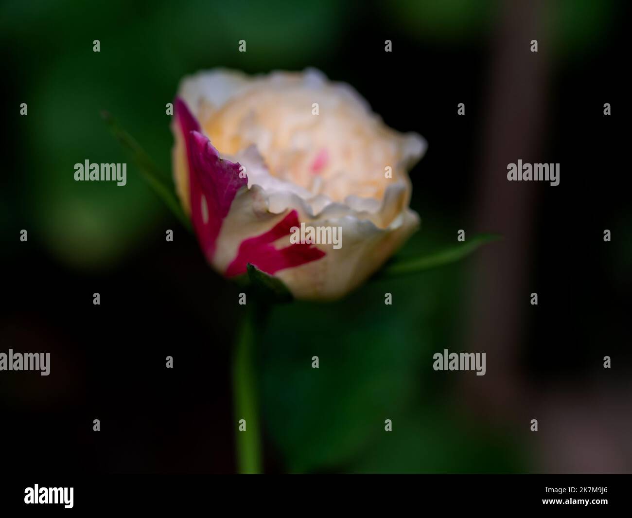 Shape and colors of Fugetsu roses that bloom in Tropical climates Stock ...