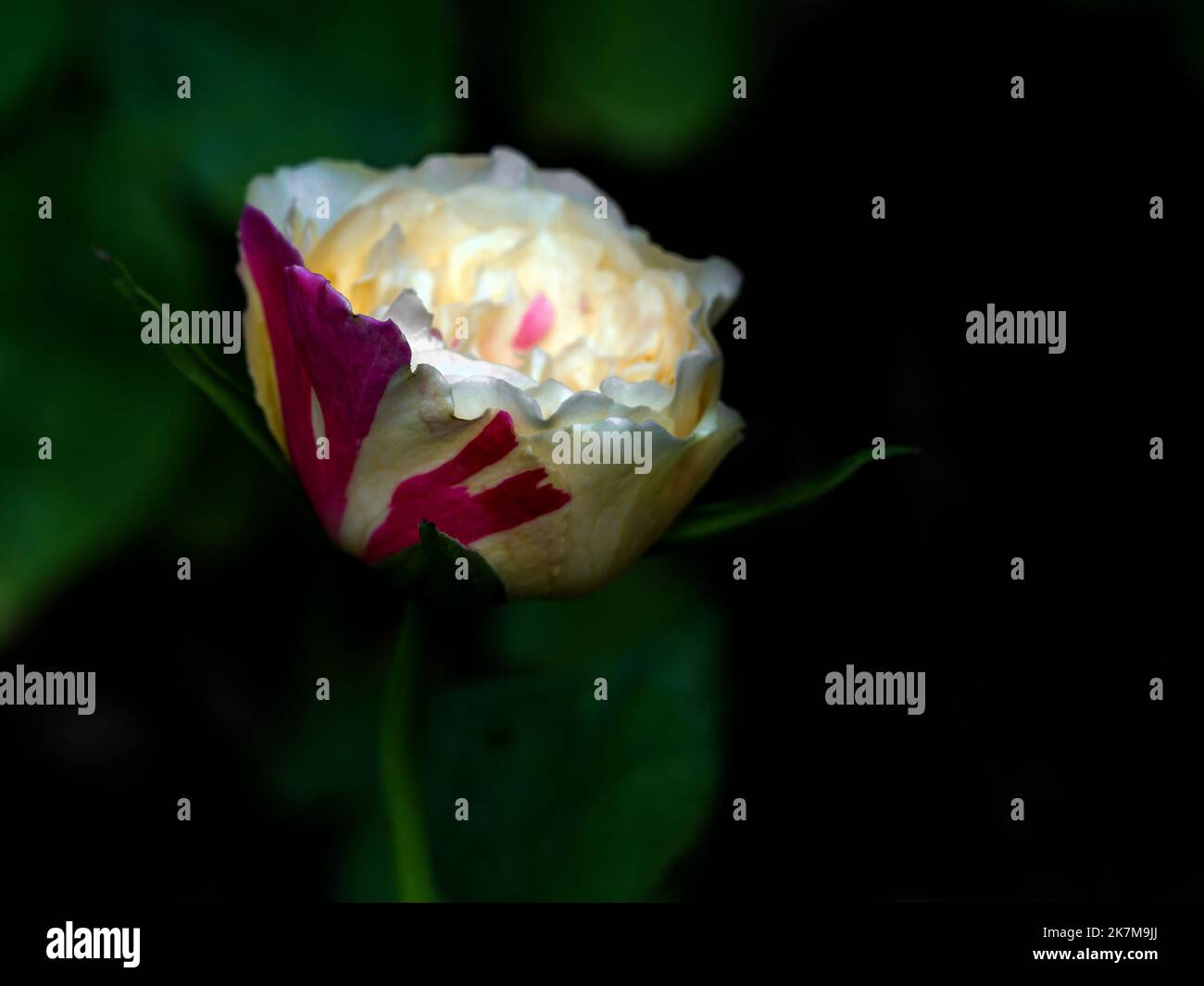 Shape and colors of Fugetsu roses that bloom in Tropical climates Stock ...