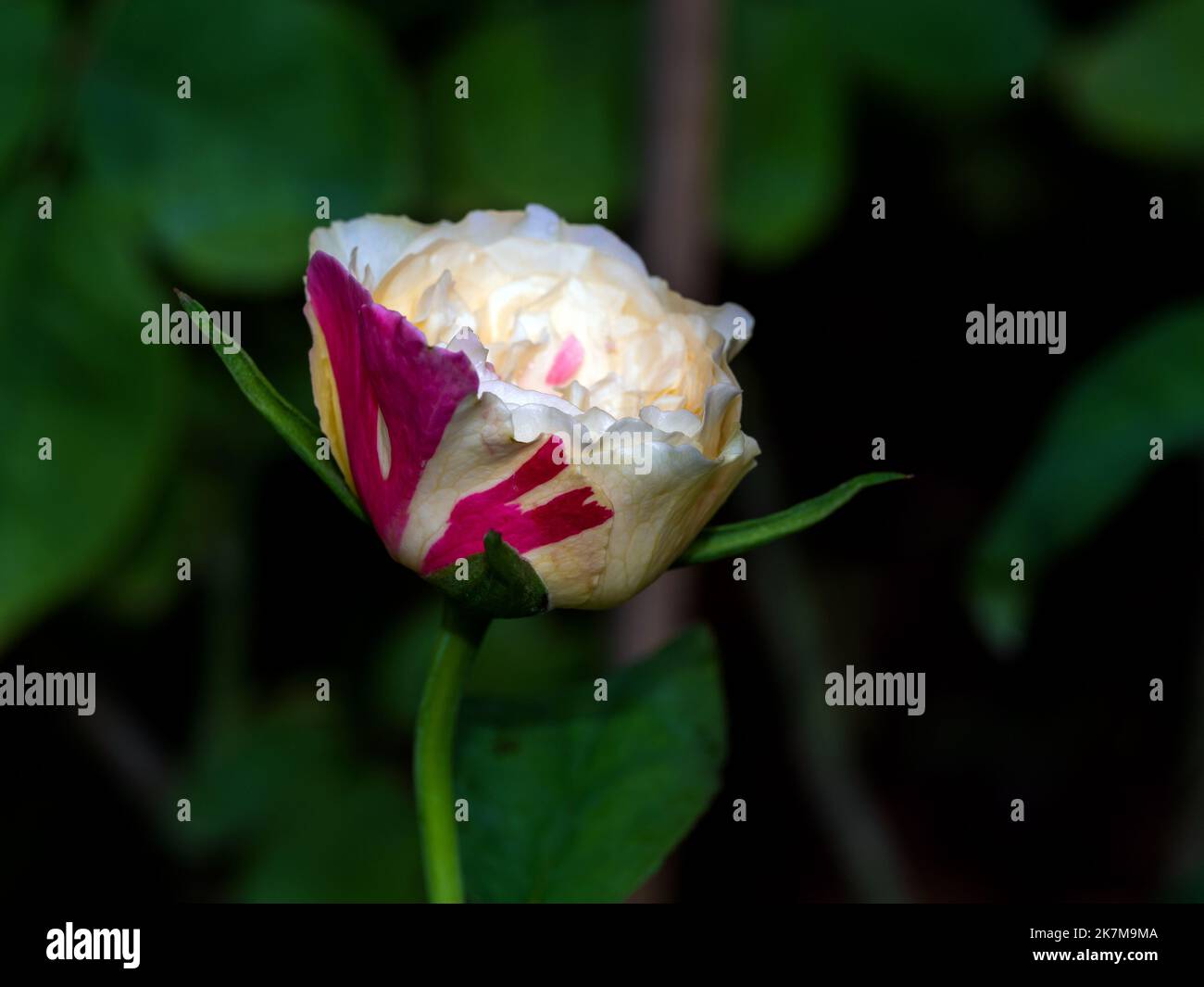 Shape and colors of Fugetsu roses that bloom in Tropical climates Stock ...