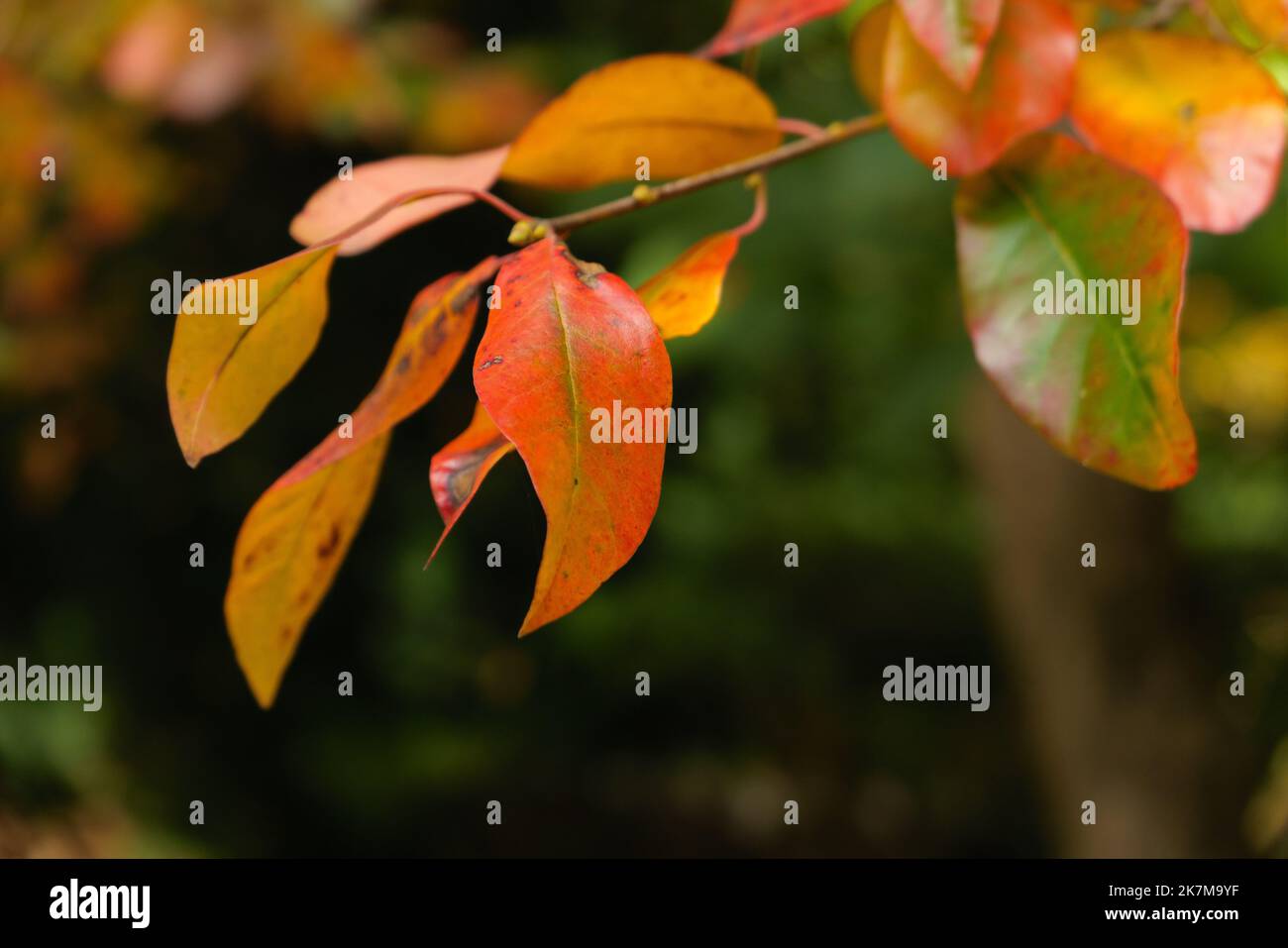 Autumn leaves on branch hi-res stock photography and images - Alamy