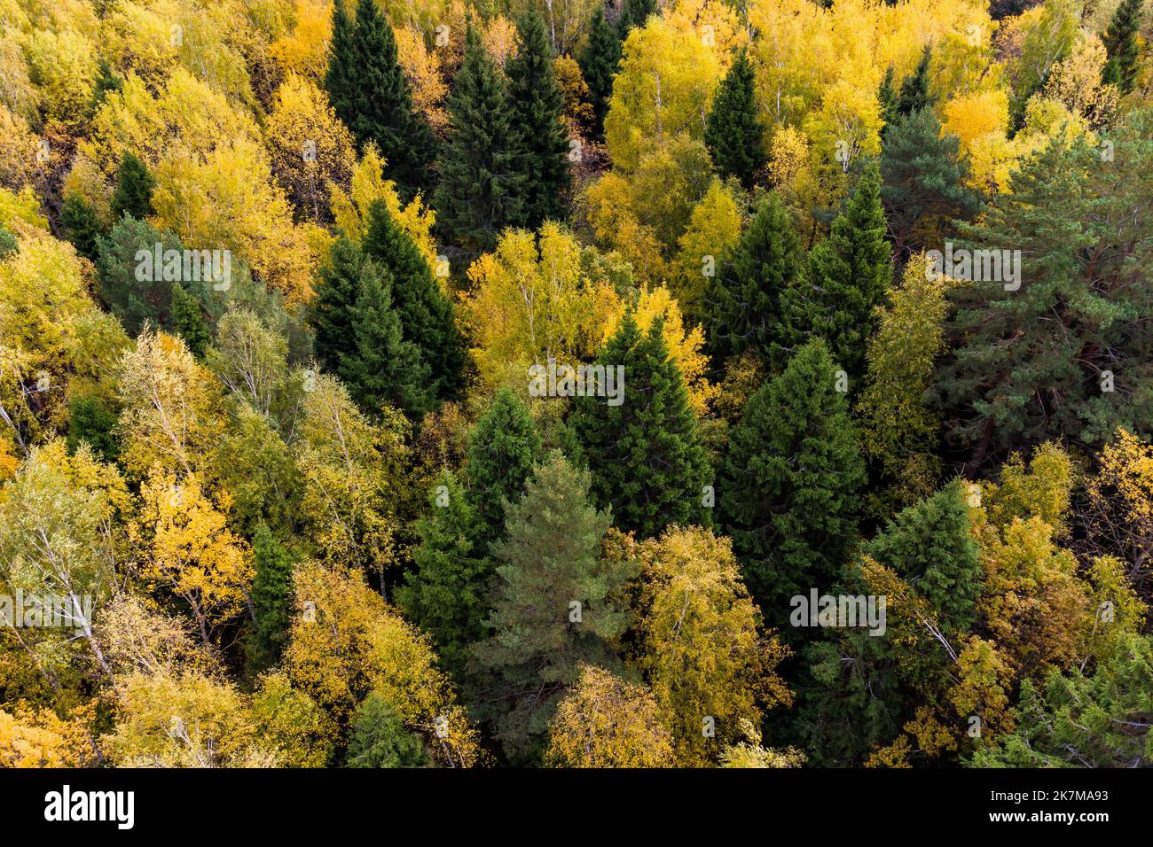Autumn mixed forest from the air Stock Photo - Alamy