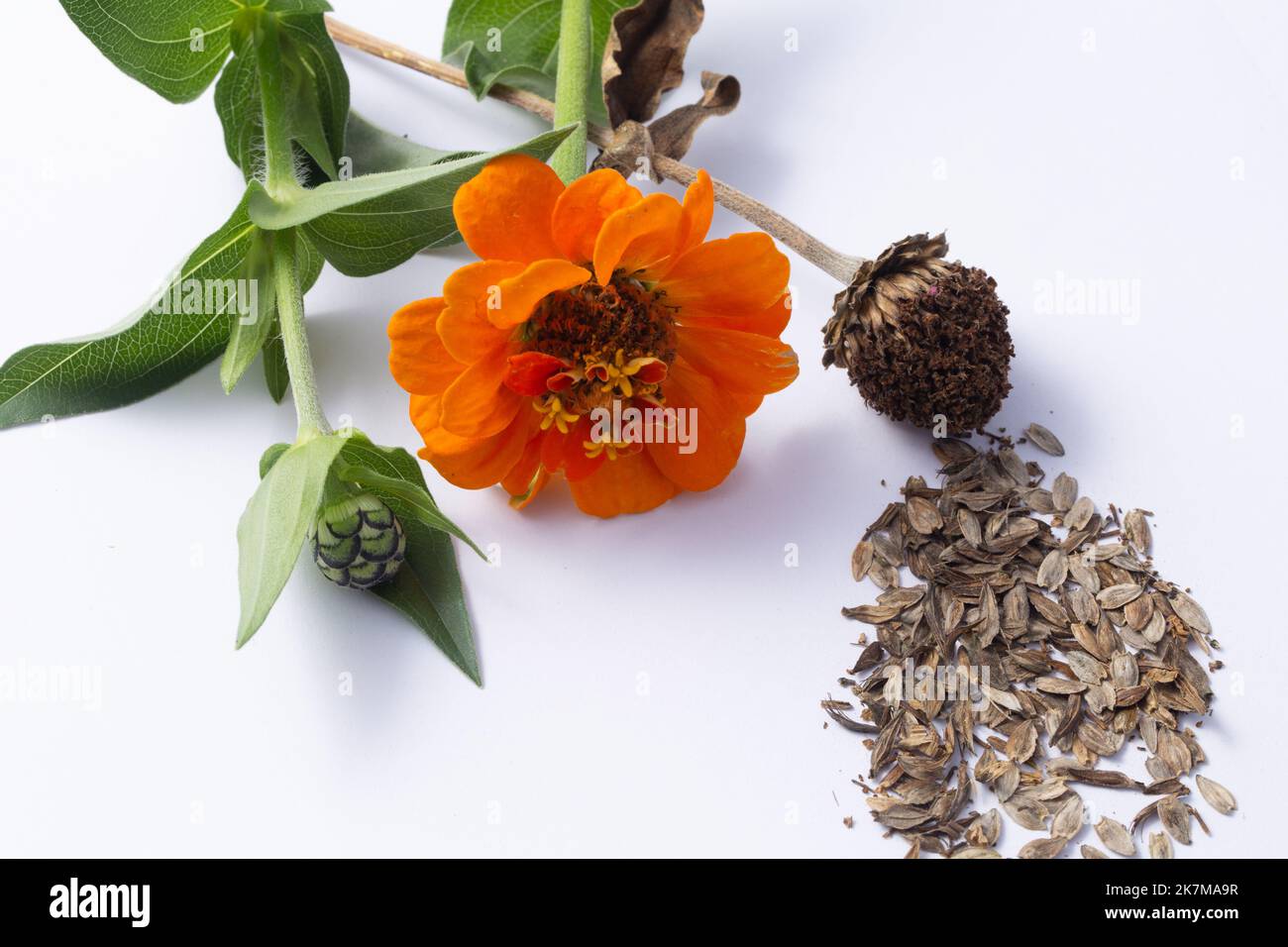 White tagetes hi-res stock photography and images - Alamy