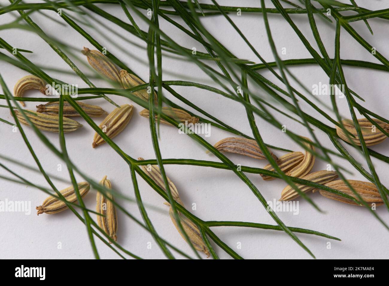 fennel seeds under the leaves of the plant Stock Photo - Alamy