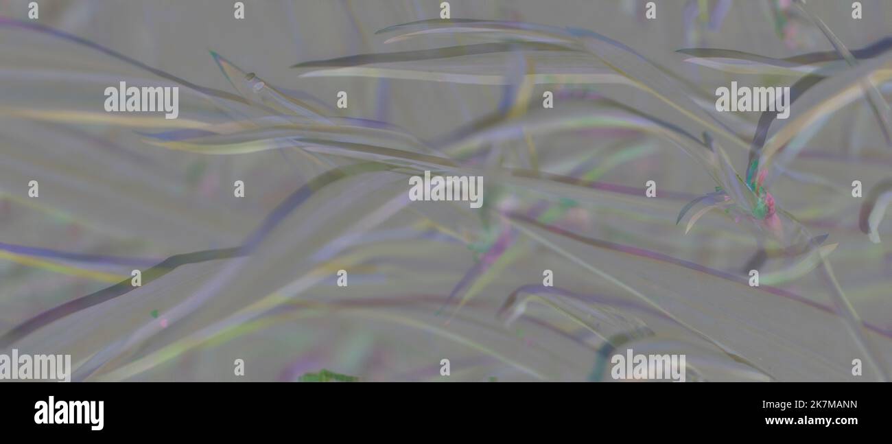 Abstract background, blurred patterns.Nature concept background ...