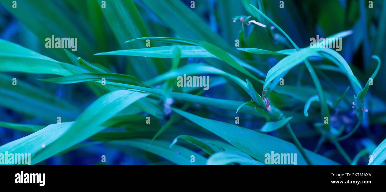 Abstract luminosity background, blurred patterns.Nature concept ...