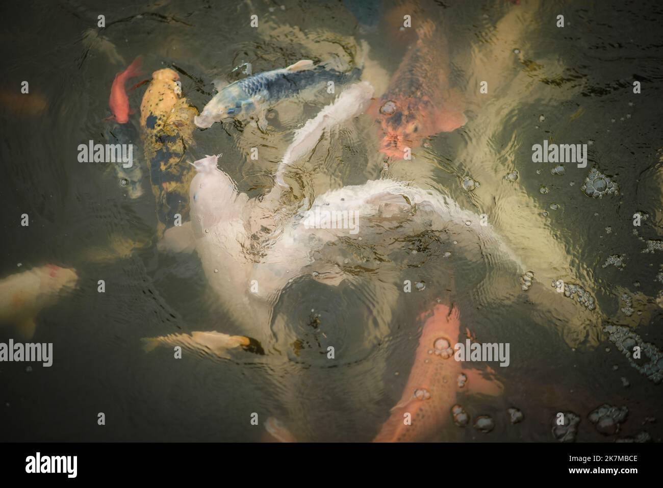 Colorful koi fish in water pools, ian koi aneka warna di kolam ikan air ...