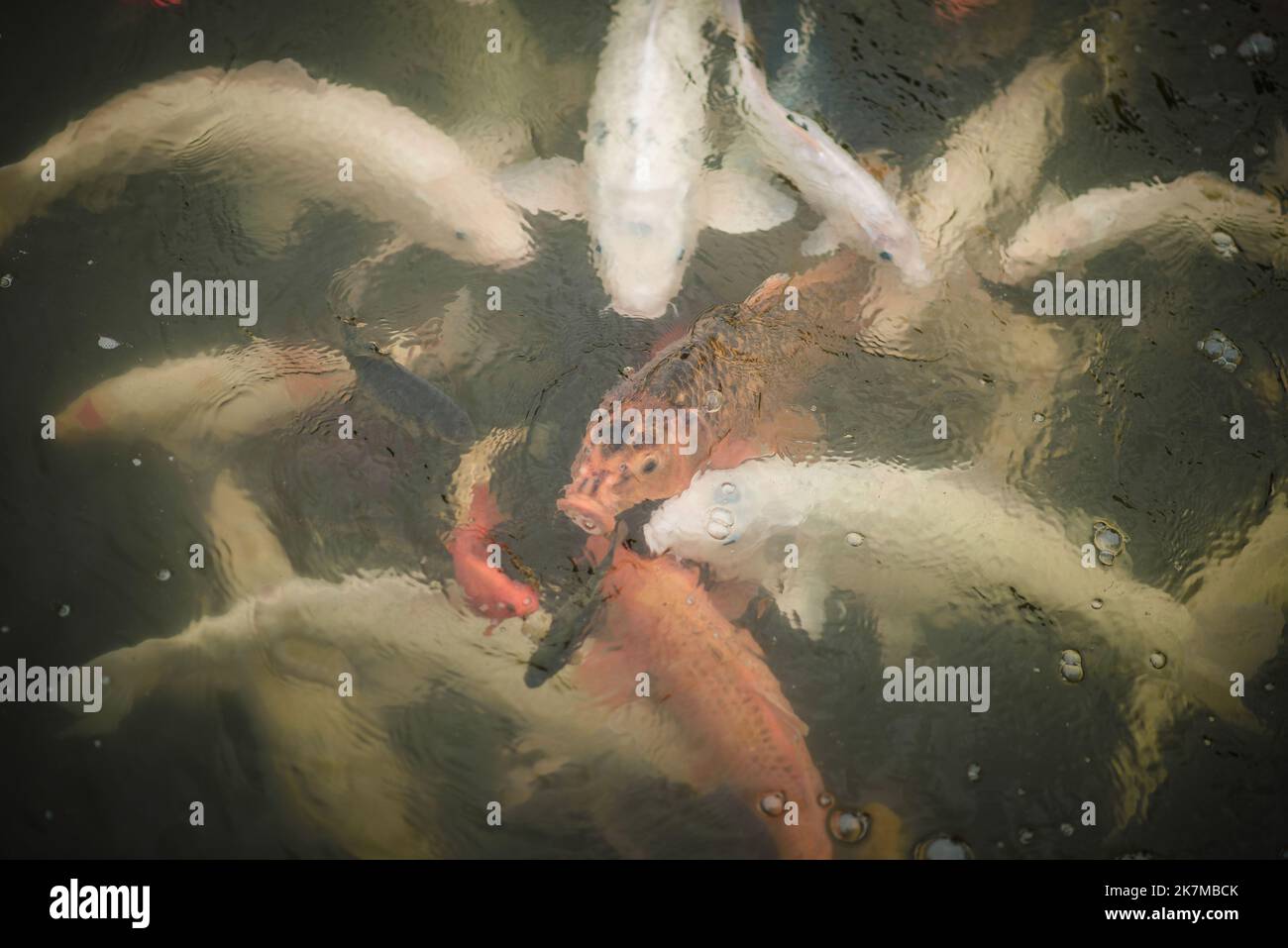 Aneka japan hi-res stock photography and images - Alamy