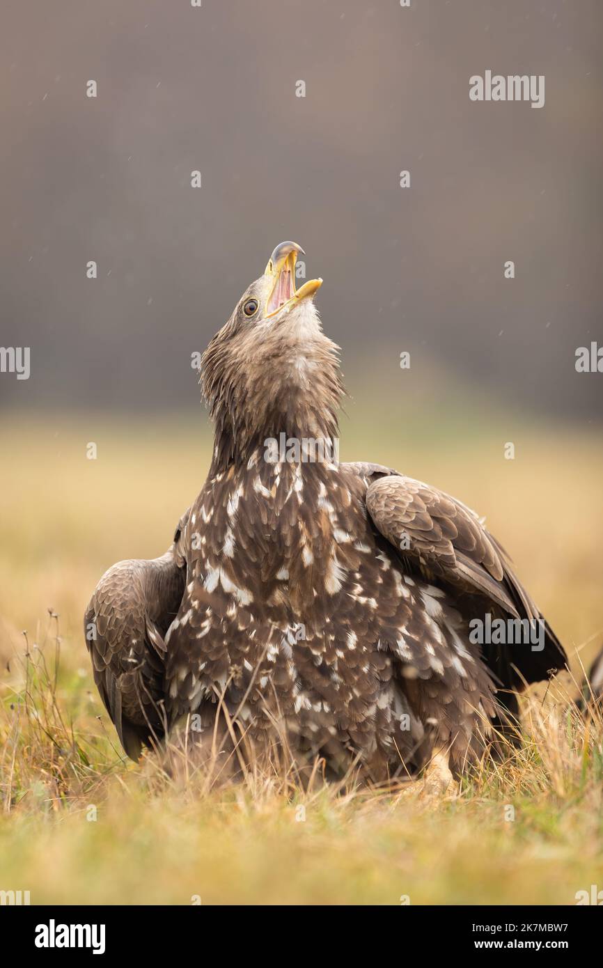 Loud screeching hi-res stock photography and images - Alamy