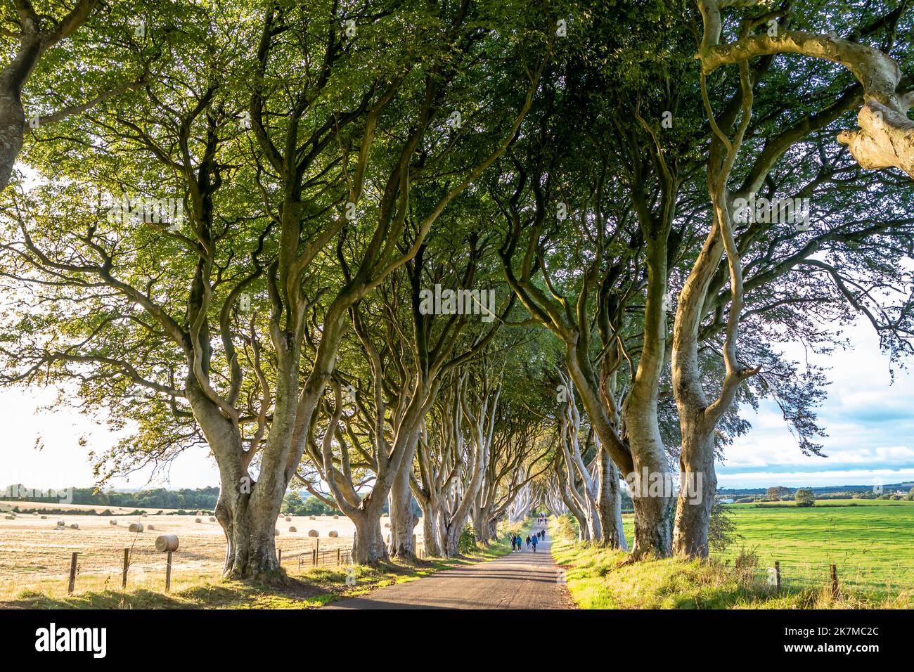 The Dark Hedges tree tunnel in Ballymoney, Northern Ireland, UK Stock ...