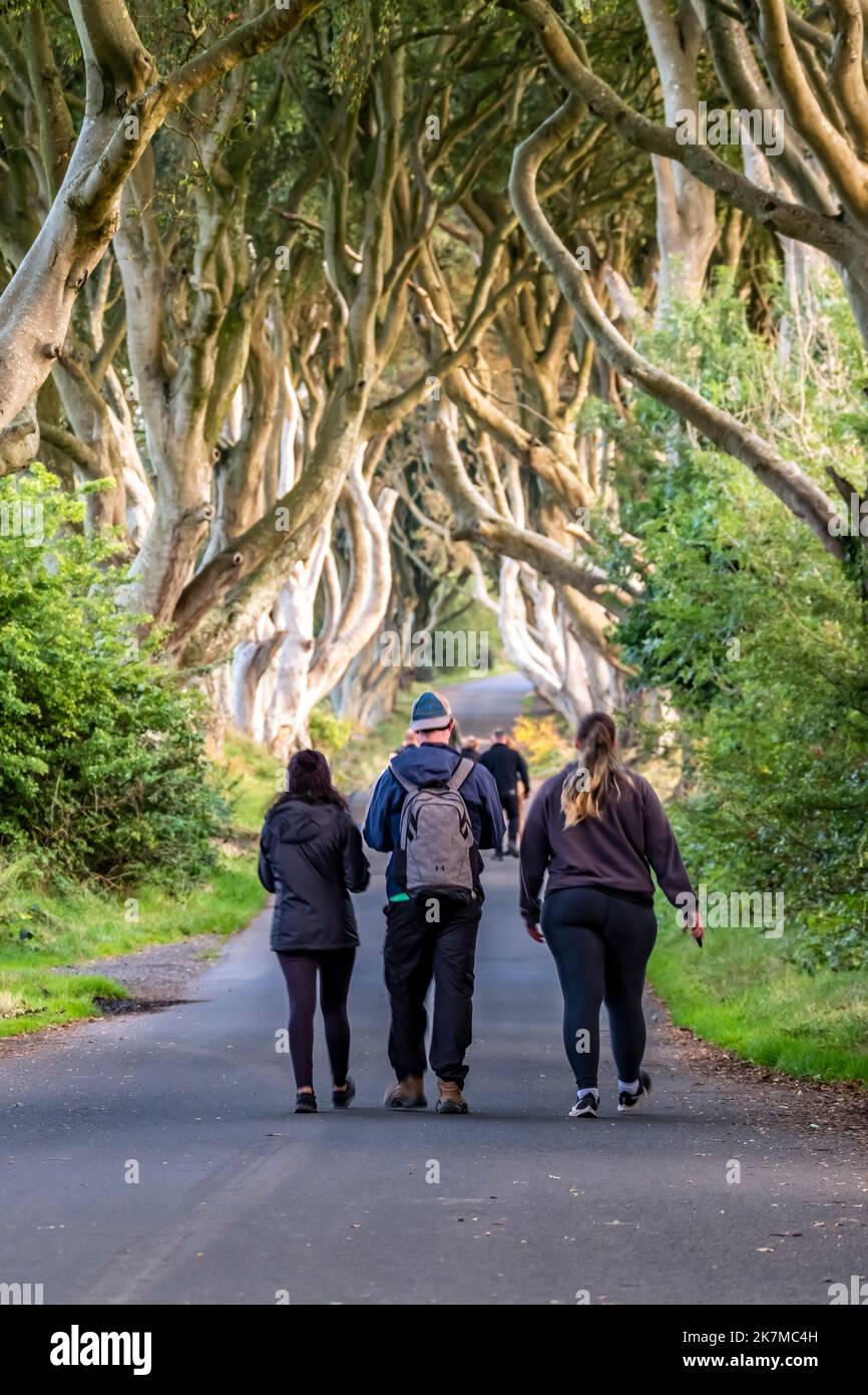 The Dark Hedges tree tunnel in Ballymoney, Northern Ireland Stock Photo ...